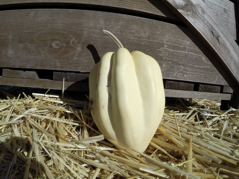 Great Gourds! 9 Unique & Unusual Types of Pumpkins and Squash