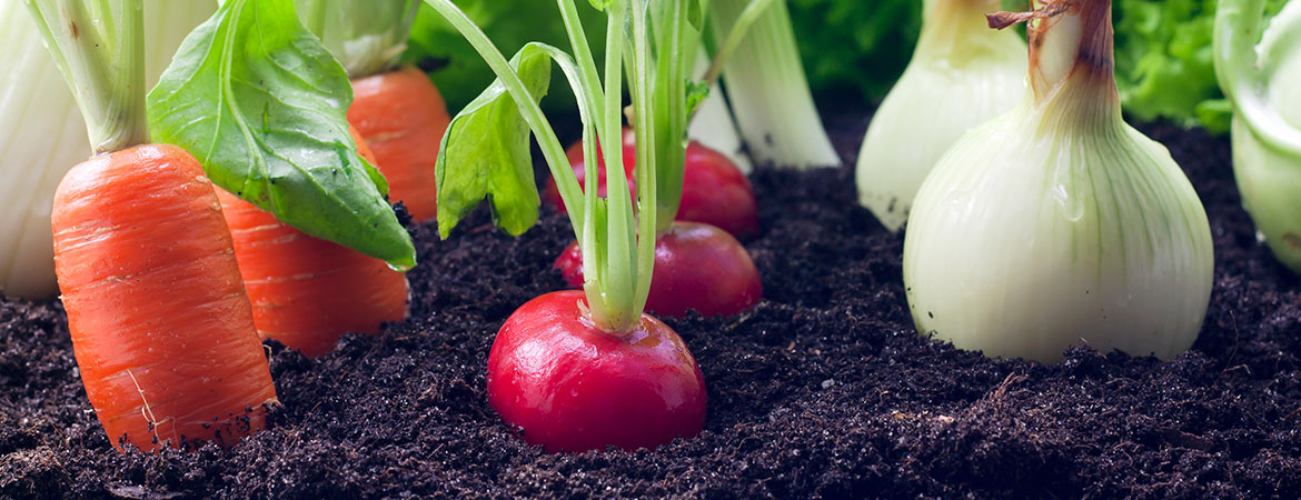 April Garden Guide for National Gardening Month | First American Home ...