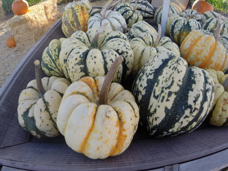 Great Gourds! 9 Unique & Unusual Types of Pumpkins and Squash