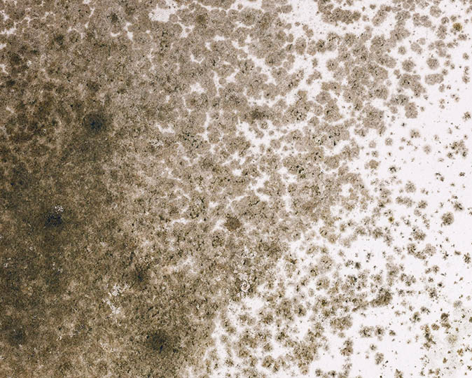 Home Mold Guide: How to Identify Types of Mold