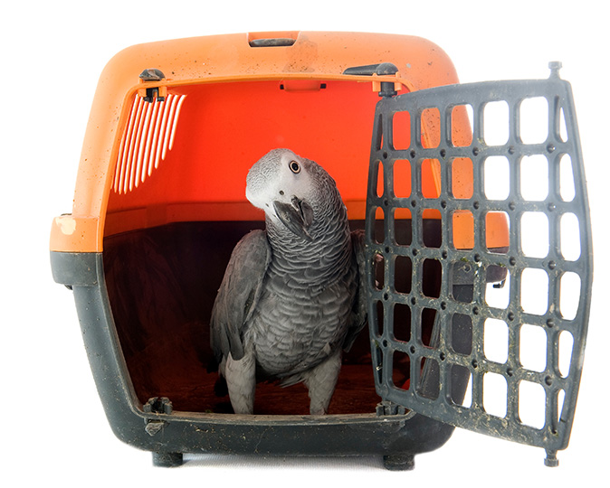 9 Tips for Moving with Pets | First American