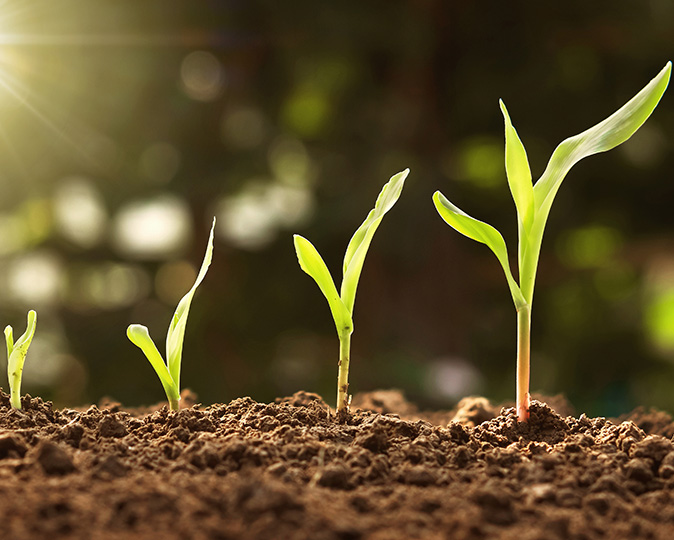 Master the Art of Seed Gardening with These Tips | First American
