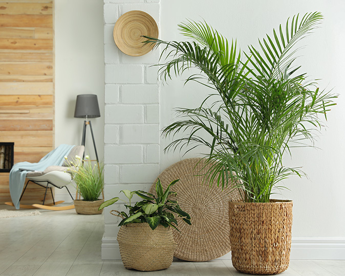 Transform Your Space with Indoor Trees: The Latest Home Decor Trend ...