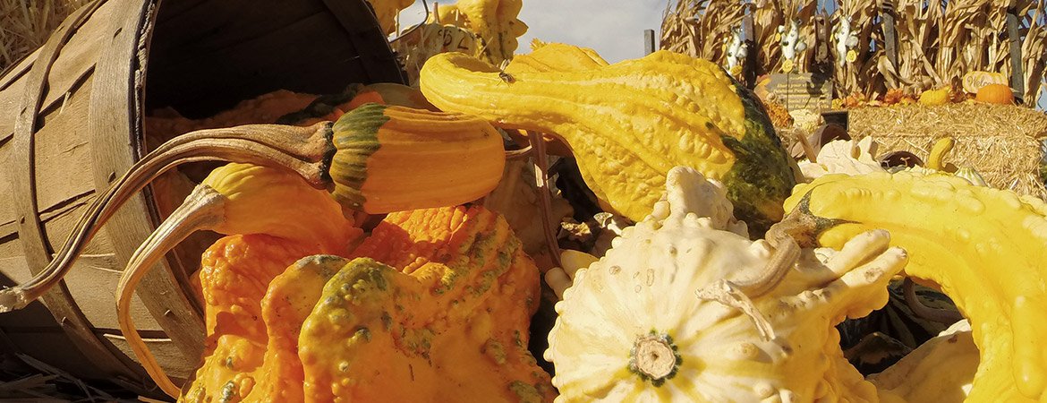 Great Gourds! 9 Unique and Unusual Squash and Pumpkins